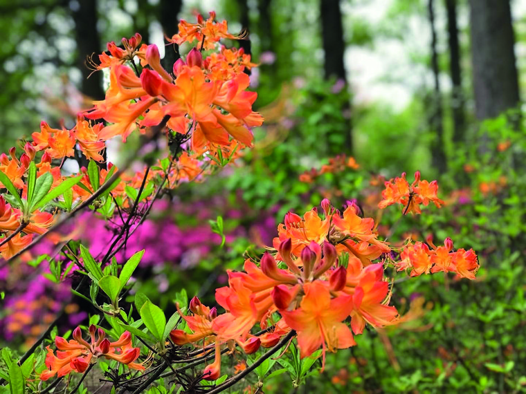 Spirit Week Photo Contest