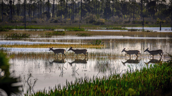 Wetland Conservation Is Worth the Cost