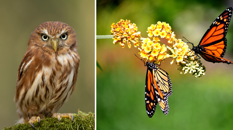 The Impact of the Endangered Species Act on Property Values