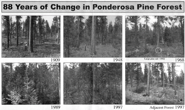 Thoughtful Forest Management and Better Building Practices Can Help ...