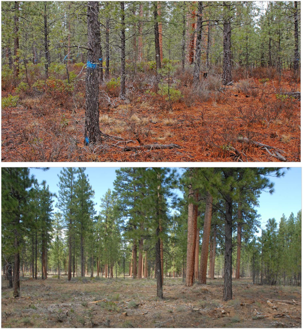 Thoughtful Forest Management and Better Building Practices Can Help ...