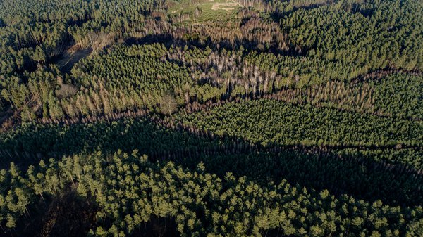 Forest Bioenergy 101: Generation and Emissions