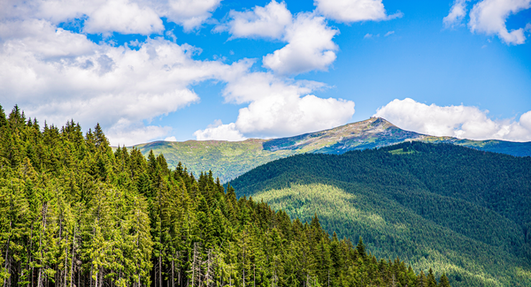 Are “Killer Trees” Helpful for Understanding the Effects of the NOx ...