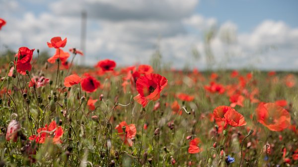 Remembering Milton Russell