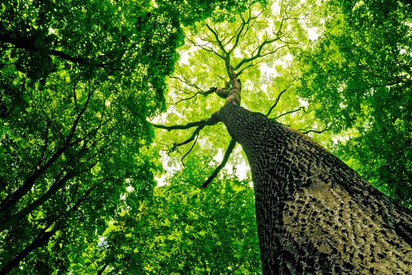 Managing Forests for Climate Mitigation—from Theory to Practice